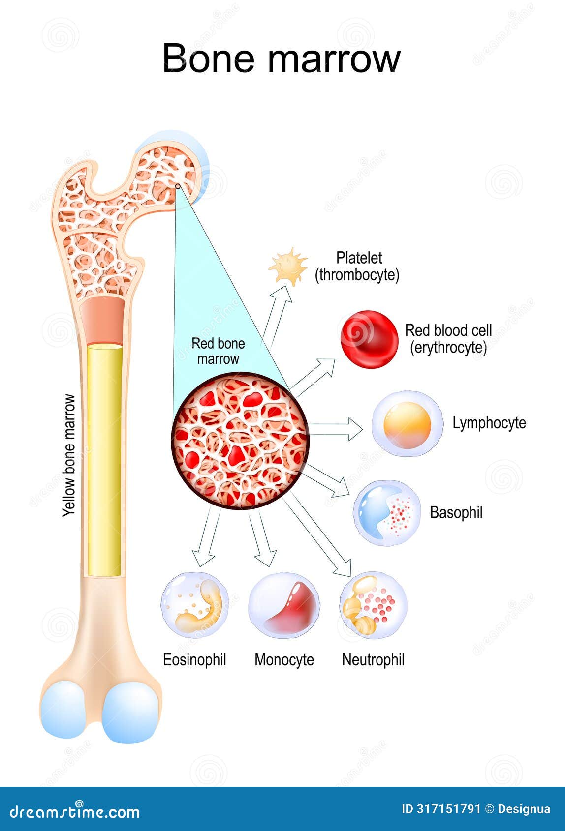Yellow Bone Marrow and Red Bone Marrow. Blood Cells Develop Stock ...