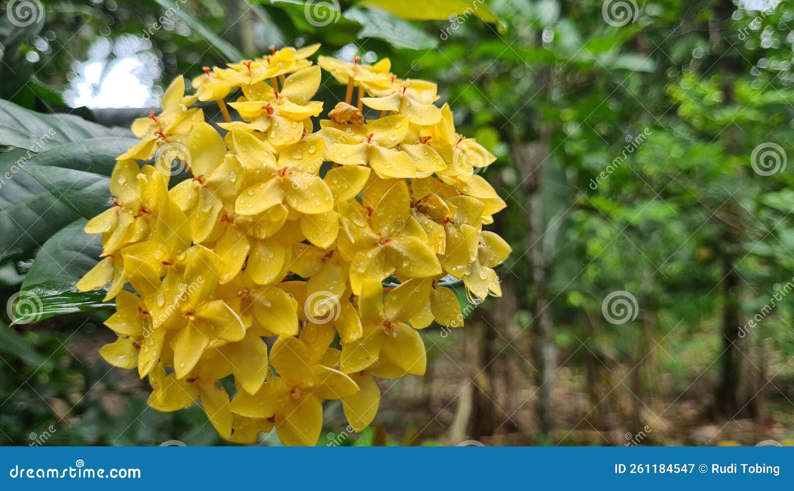 Yellow Bonsai Maple Tree Acer Palmatum Bonsai Tree Of Trident Maple In