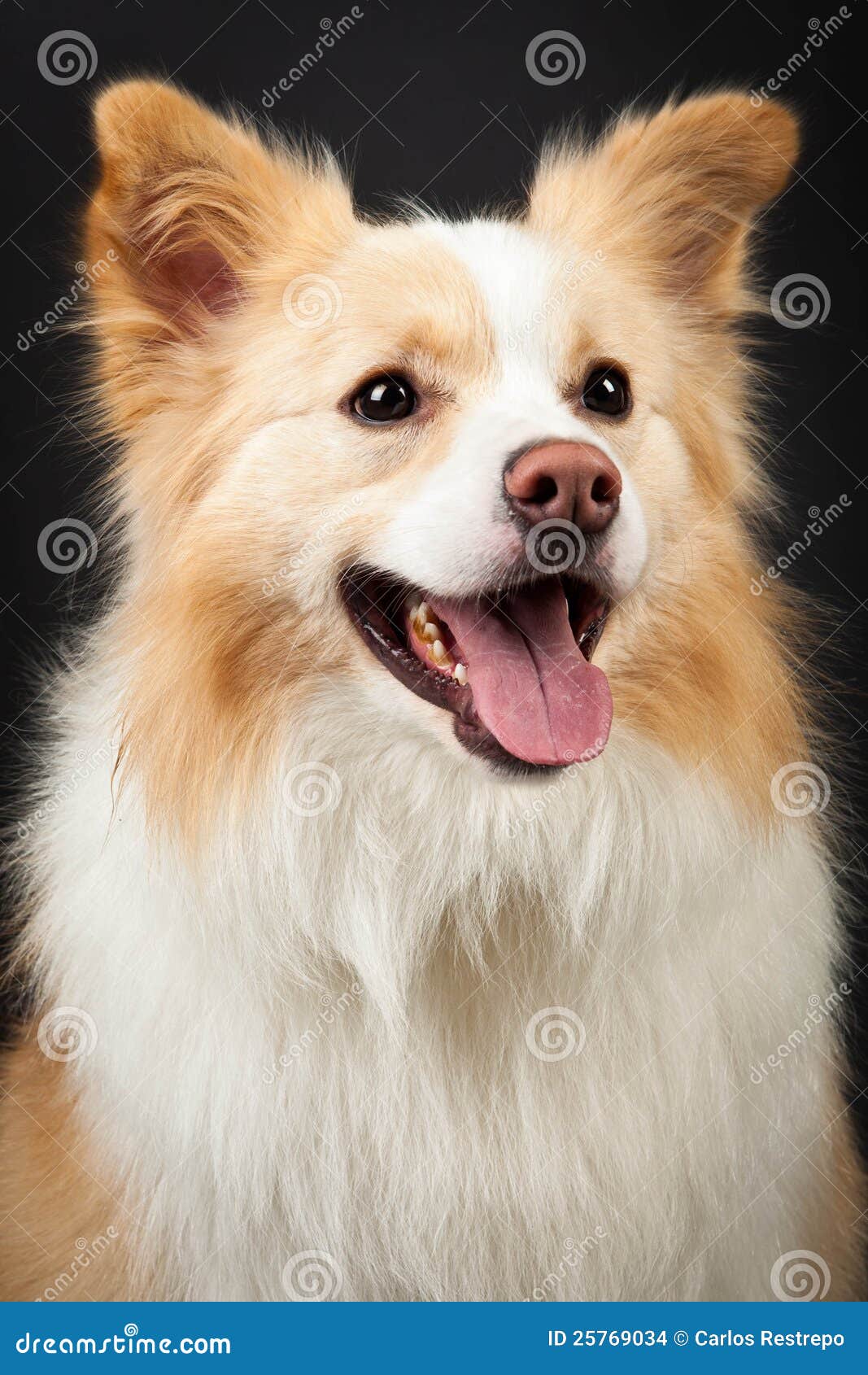 Yellow Border Collie Portrait Stock Photo - Image of breed, border ...