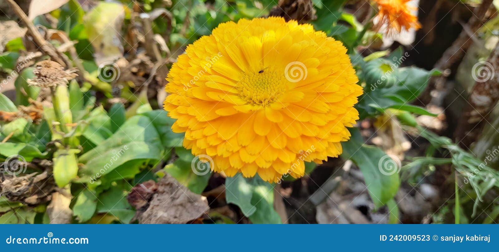 Yellow Boro Stock Photos - Free & Royalty-Free Stock Photos from Dreamstime