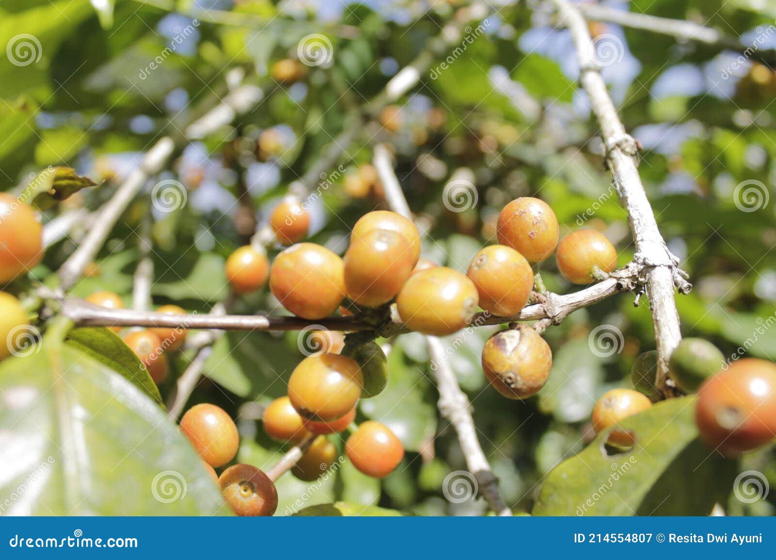 Yellow Bourbon Coffee Bean stock image. Image of coffee - 214554807