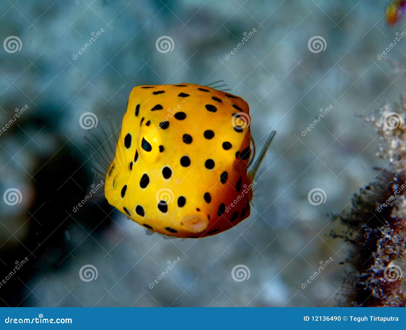 Yellow box fish stock photo. Image of ocean, marine, indonesia - 12136490