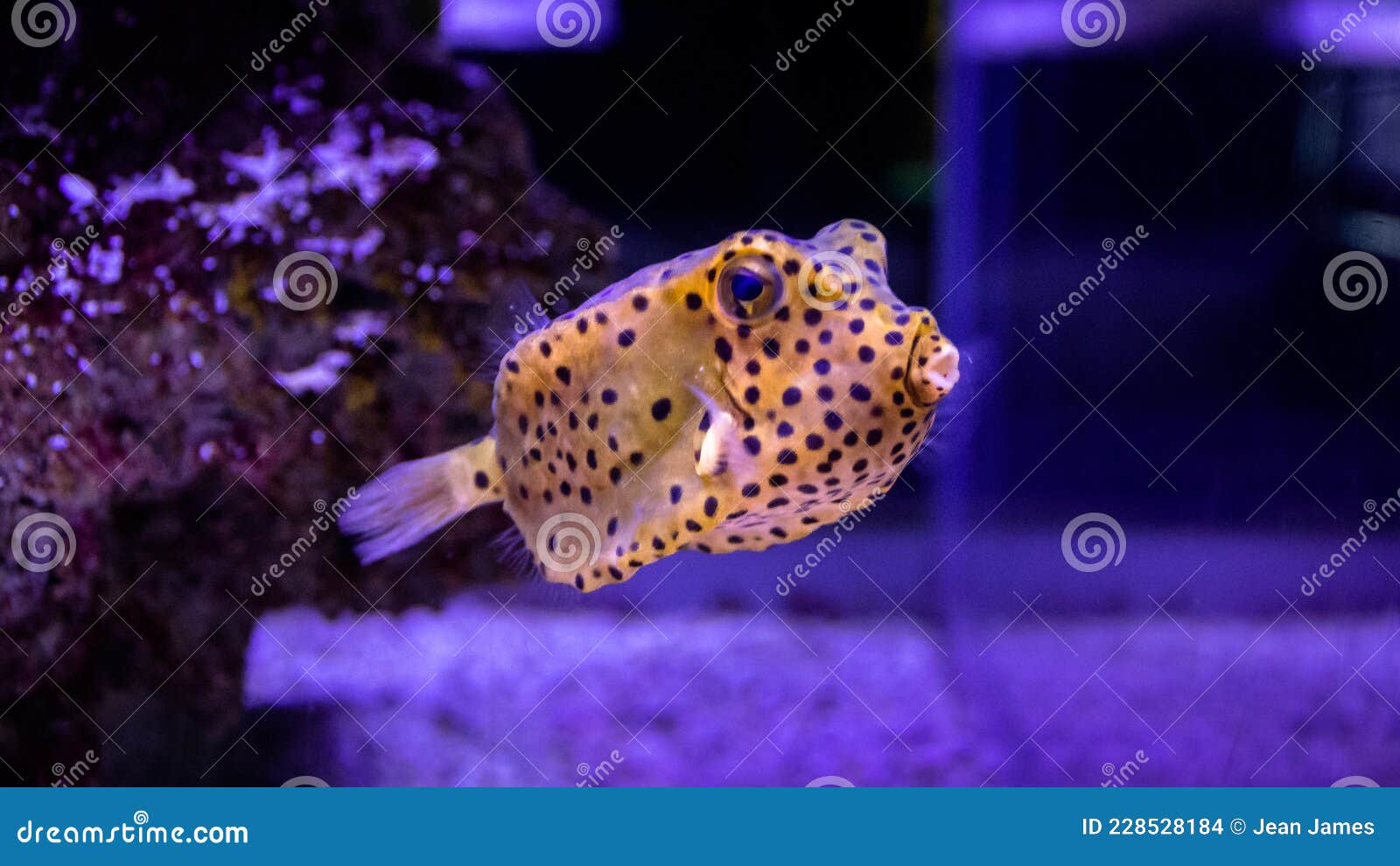 Yellow box fish stock photo. Image of flower, organism - 228528184