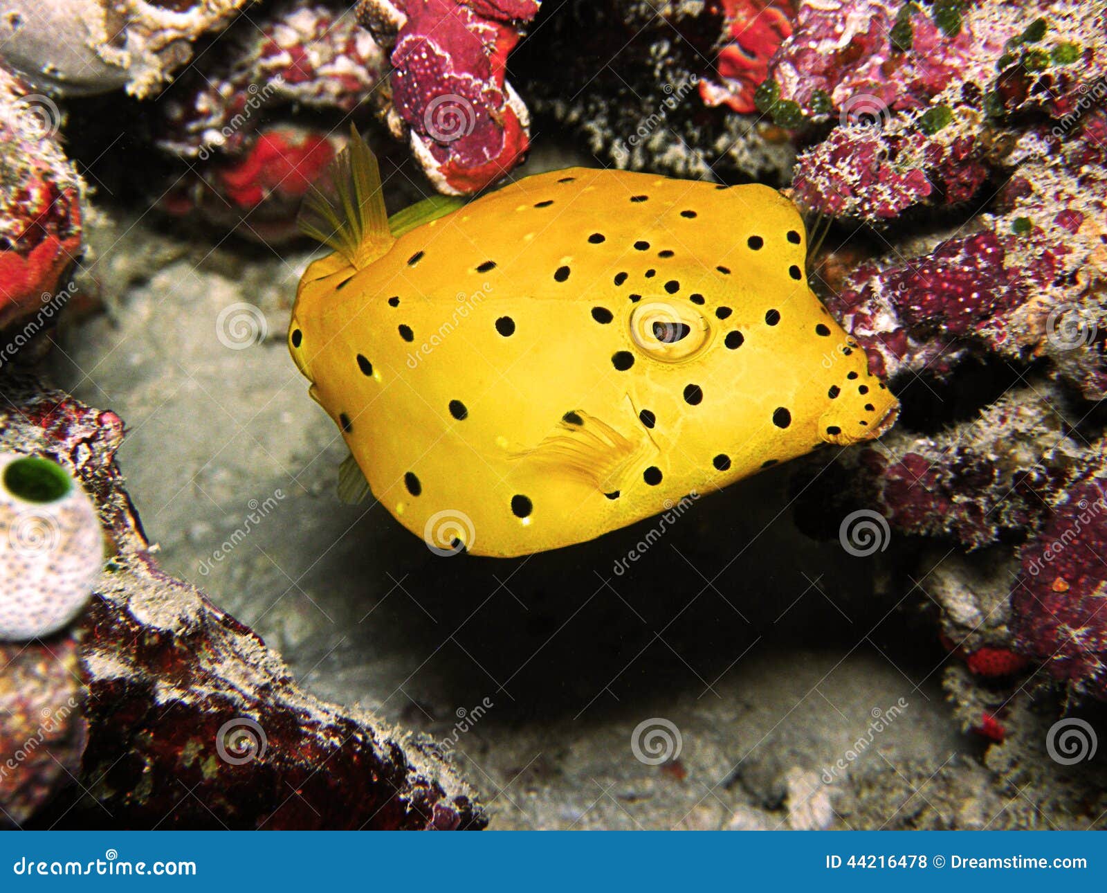 Yellow Box Fish stock photo. Image of wildlife, nature - 44216478