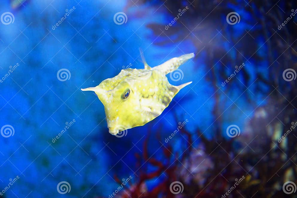 Yellow box fish stock photo. Image of life, sealife, ocean - 53777498