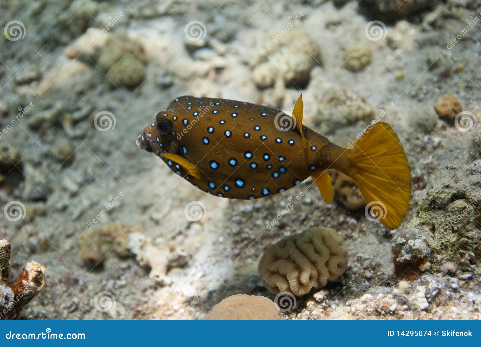 Yellow boxfish stock photo. Image of ostracion, ocean - 14295074