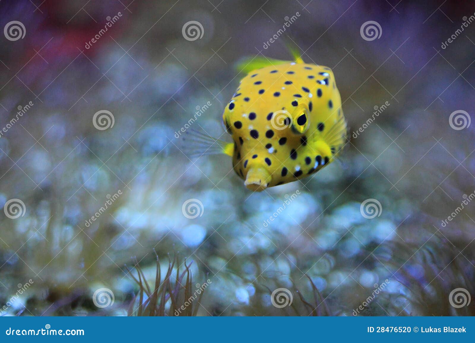 Yellow boxfish stock photo. Image of boxfish, nature - 28476520
