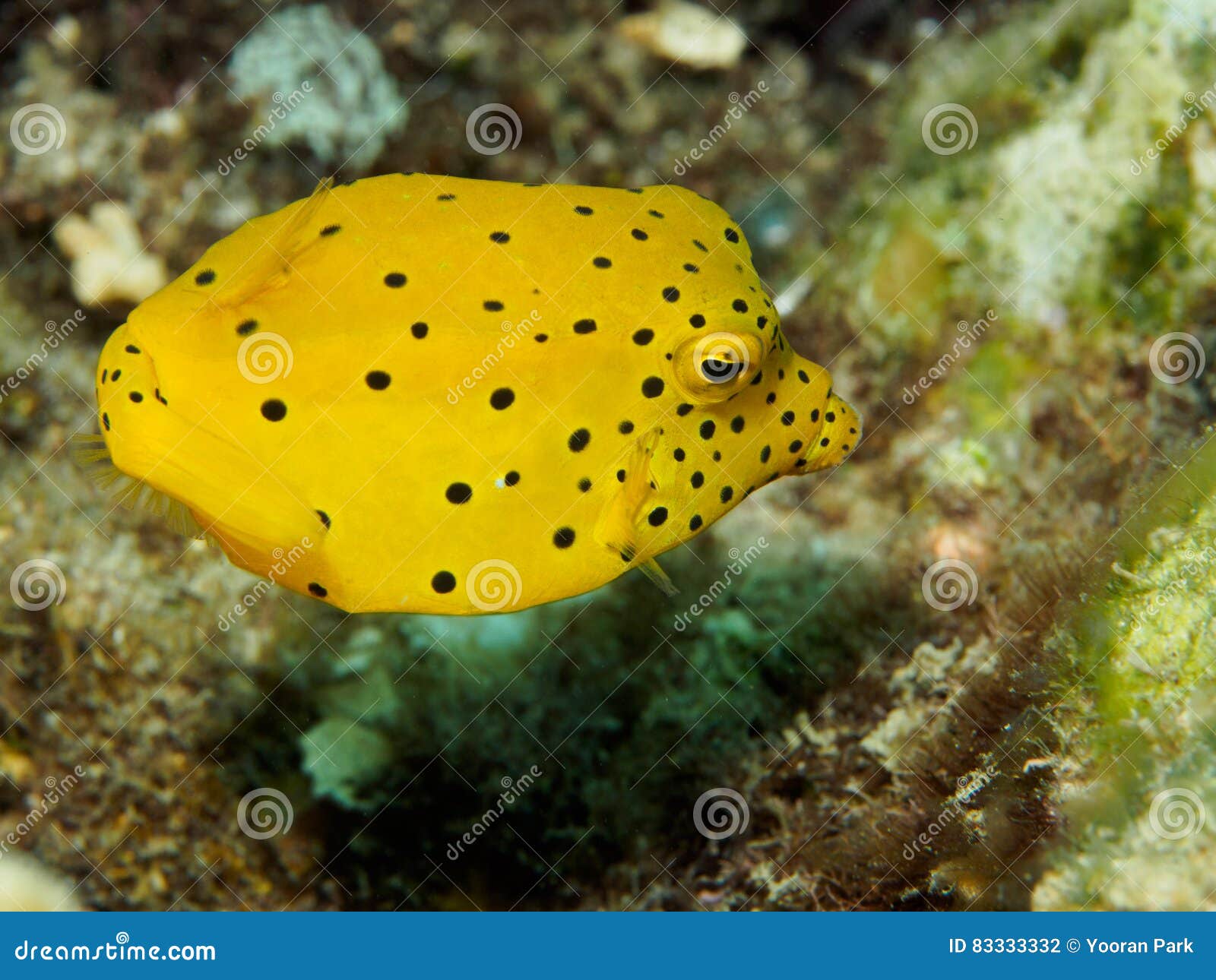 Yellow Boxfish stock photo. Image of yellow, tropical - 83333332
