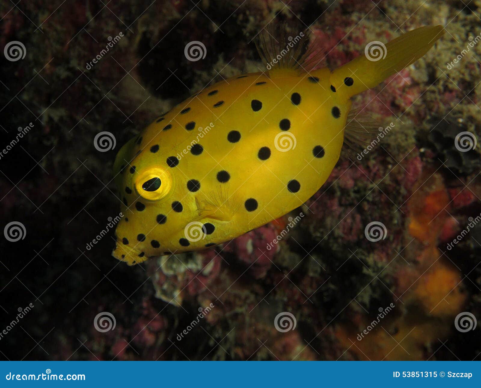 Yellow boxfish stock image. Image of tropical, life, scuba - 53851315