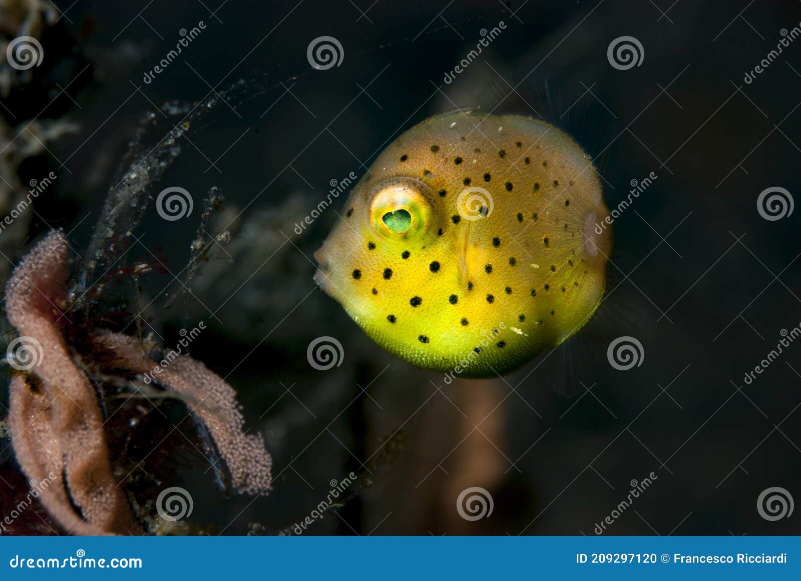 Yellow Boxfish Ostracion Cubicus Juvenile Stock Photo - Image of yellow ...