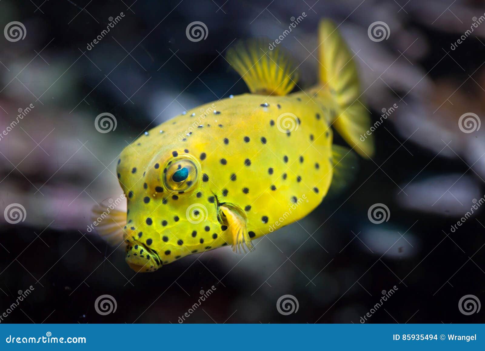 Yellow Boxfish Ostracion Cubicus. Stock Photo - Image of natural ...