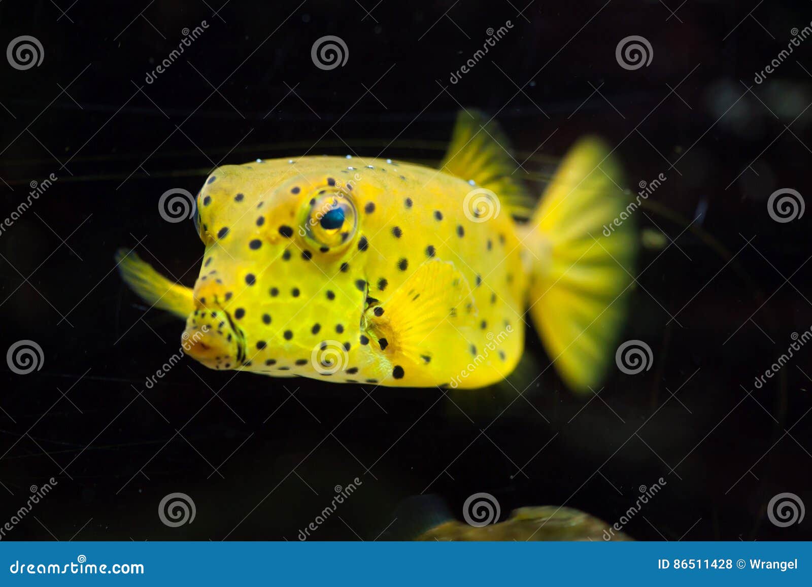 Yellow Boxfish Ostracion Cubicus. Stock Photo - Image of ostracion ...