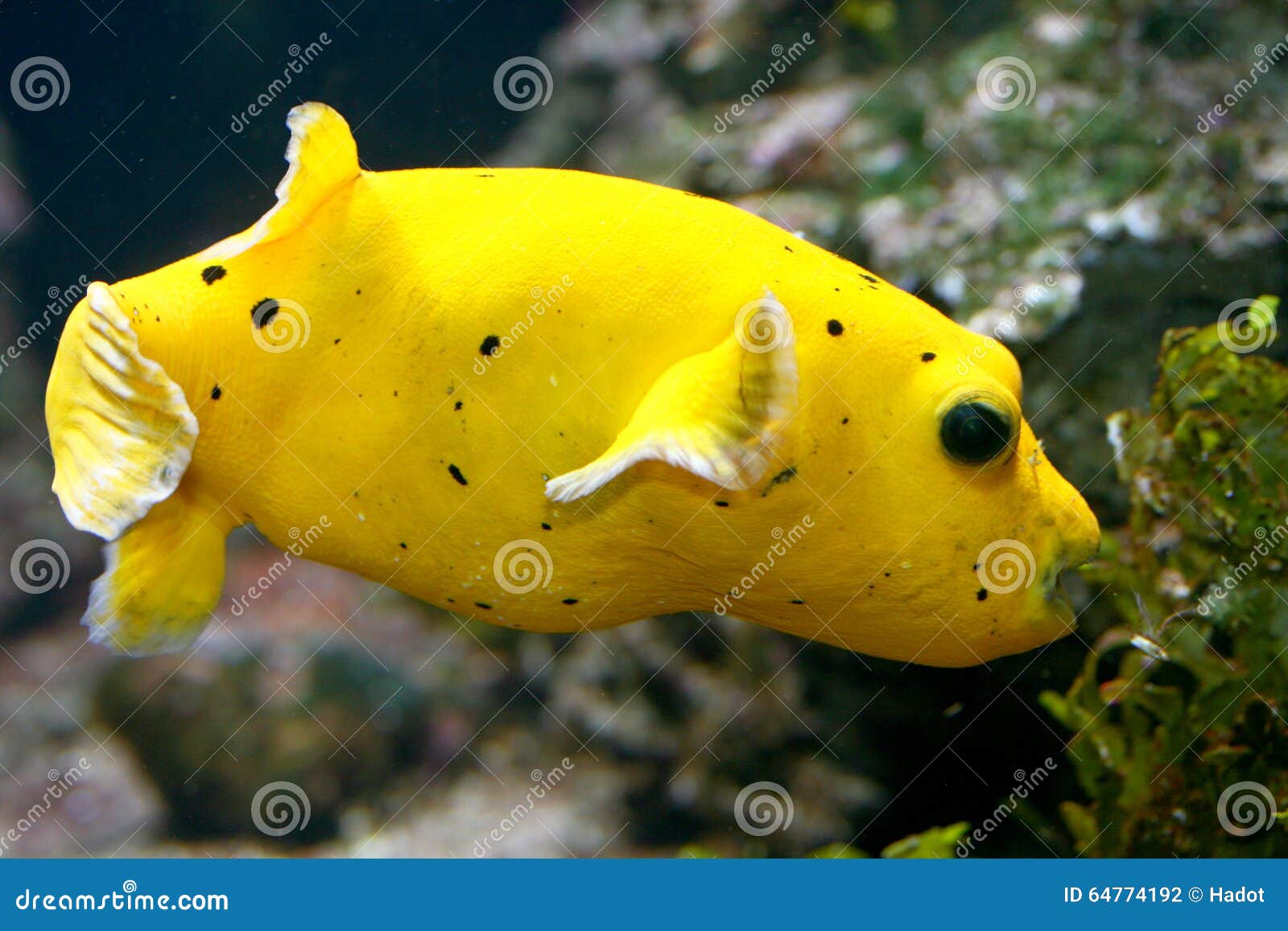 Yellow Boxfish (Ostracion Cubicus) Stock Photo - Image of yellow ...
