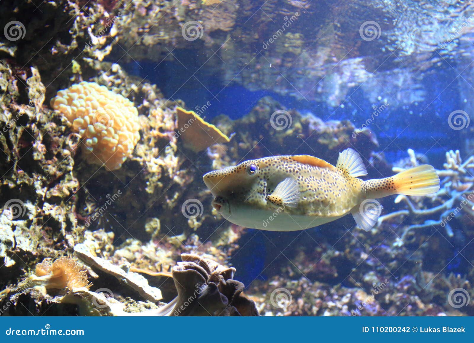 Yellow boxfish stock photo. Image of ocean, animal, spotted - 110200242