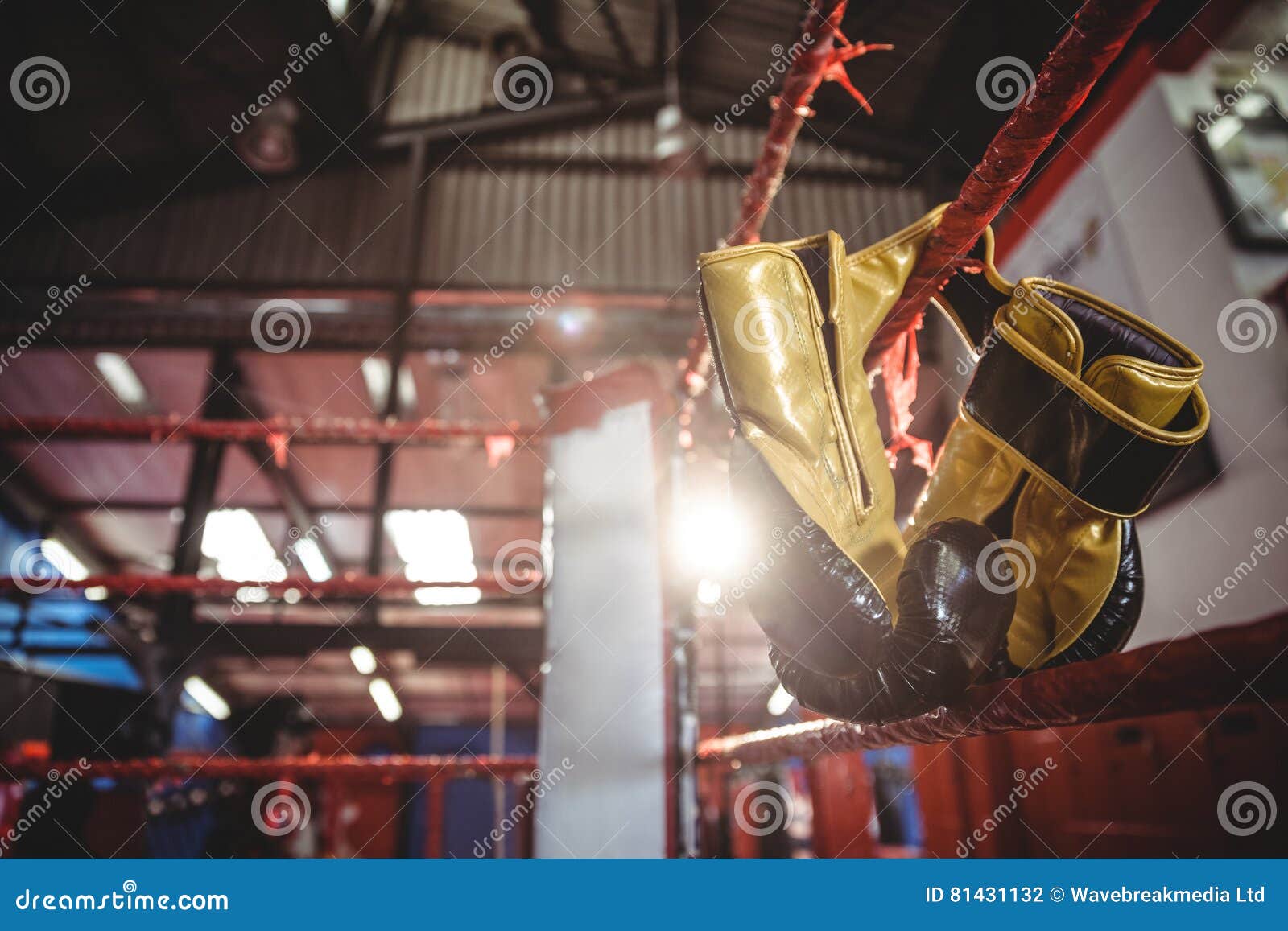 Yellow Boxing Gloves Hanging Off the Boxing Ring Stock Photo - Image of ...