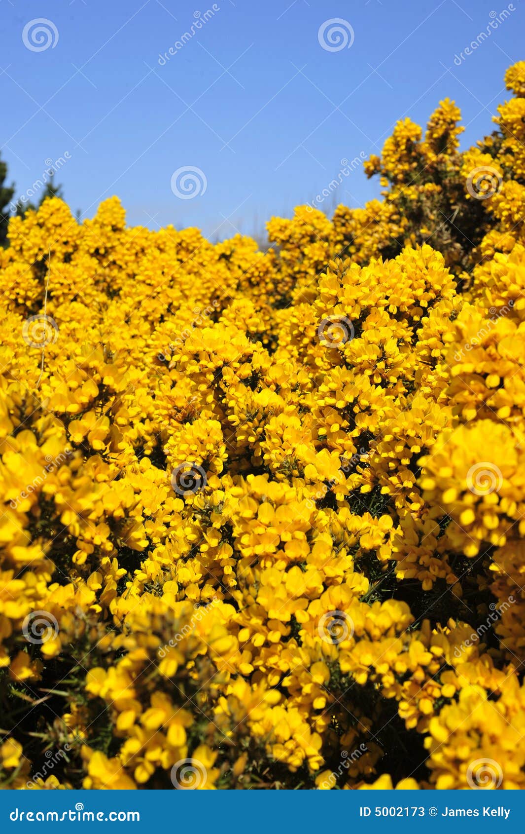 Yellow bracken bush stock image. Image of ecology, bushes - 5002173