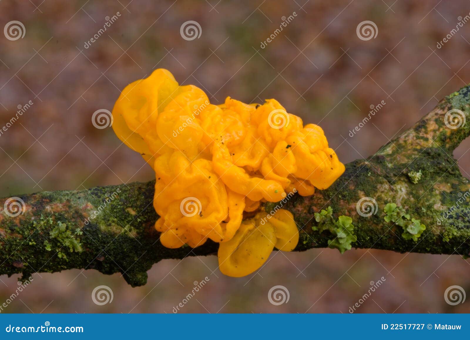 Yellow Brain Fungus stock image. Image of yellow, fungus - 22517727