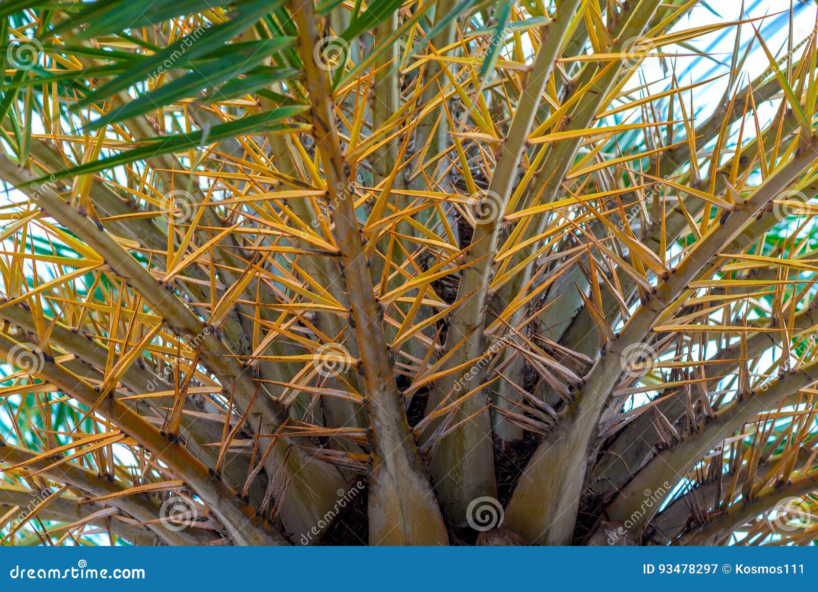 Yellow Branches of a Coconut Tree Close-up Stock Image - Image of ...