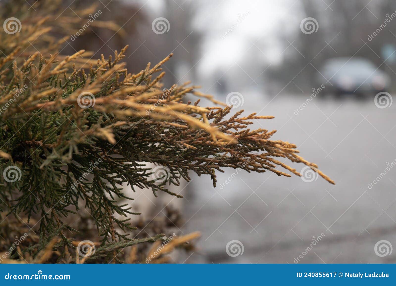 Yellow branches of juniper stock image. Image of tree - 240855617