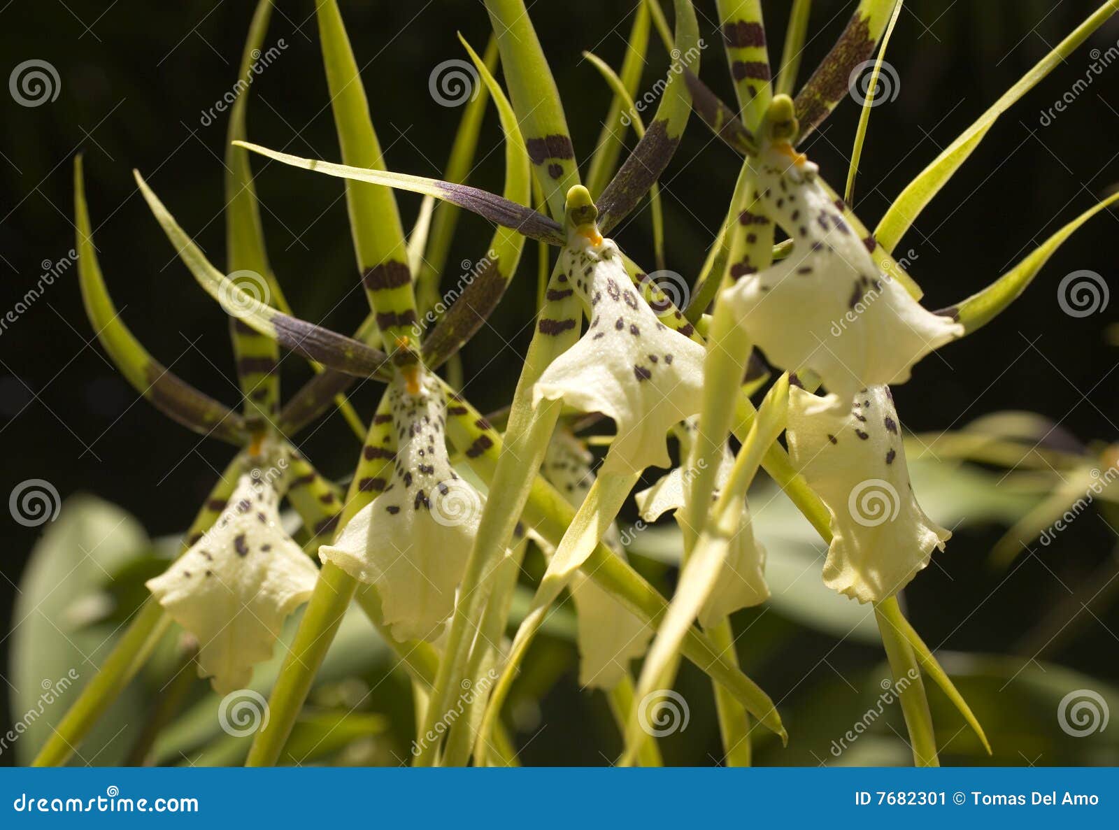 Yellow brassia orchid stock image. Image of bouquet, blossom - 7682301