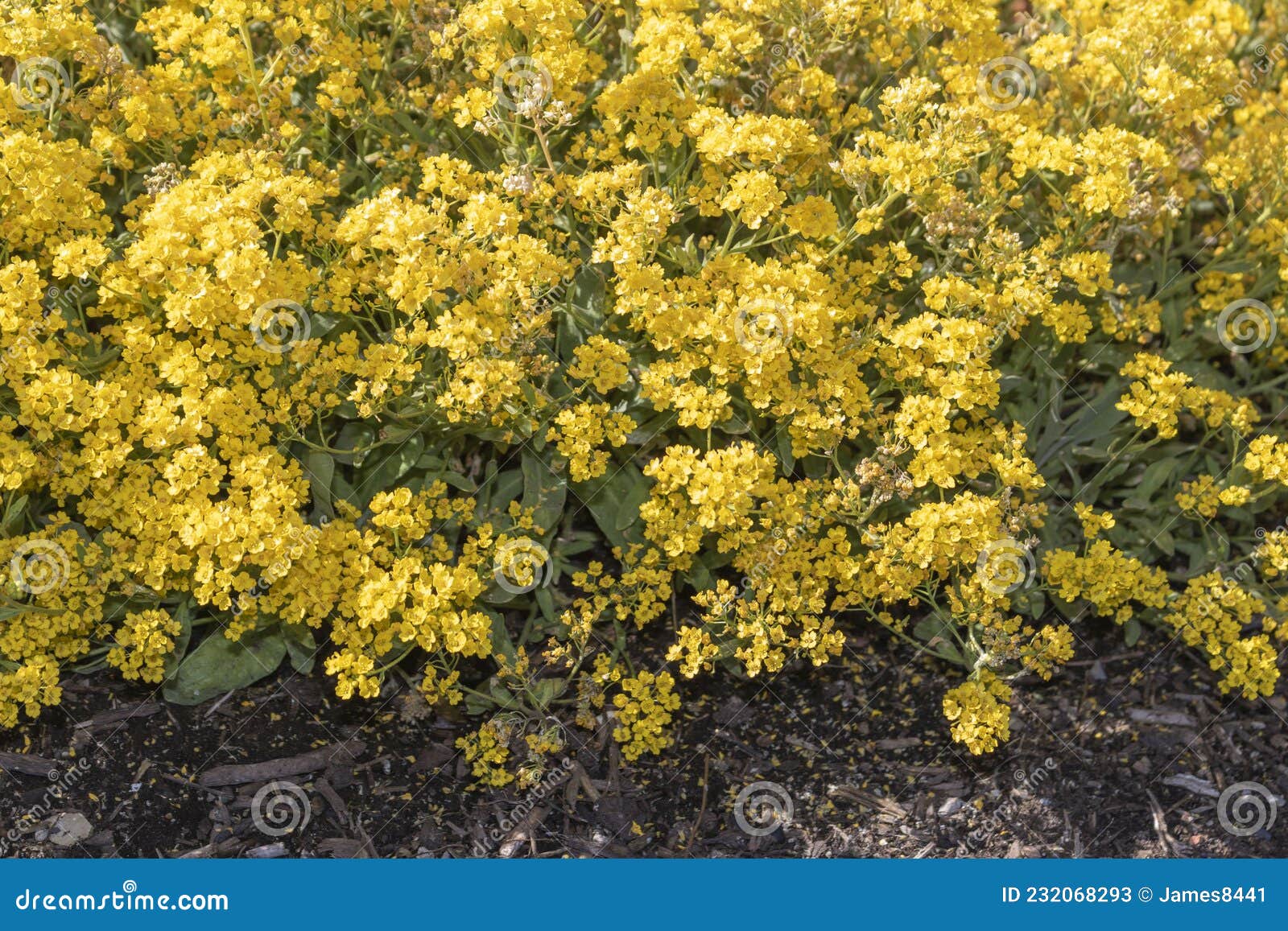 Yellow brassicaceae stock image. Image of floral, plant - 232068293