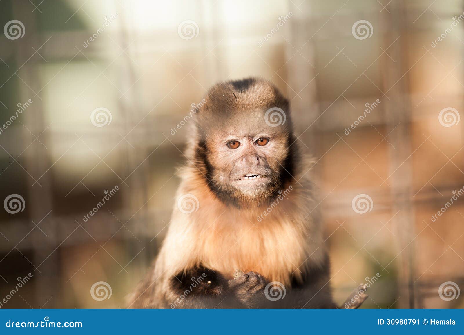 Yellow Breast Capuchin Monkey Stock Image - Image of profile, mouth ...