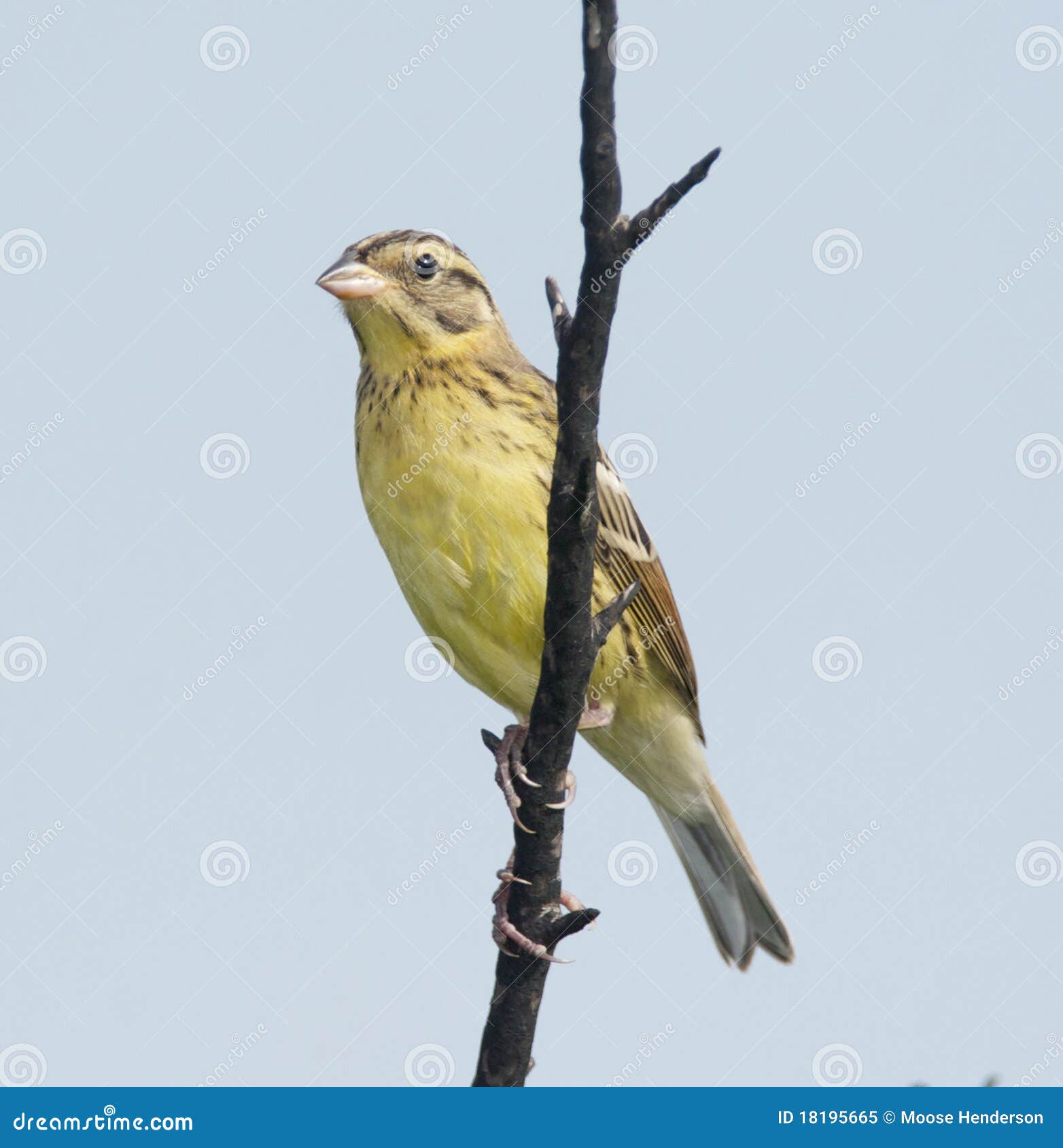 Yellow-breasted Bunting stock image. Image of breasted - 18195665