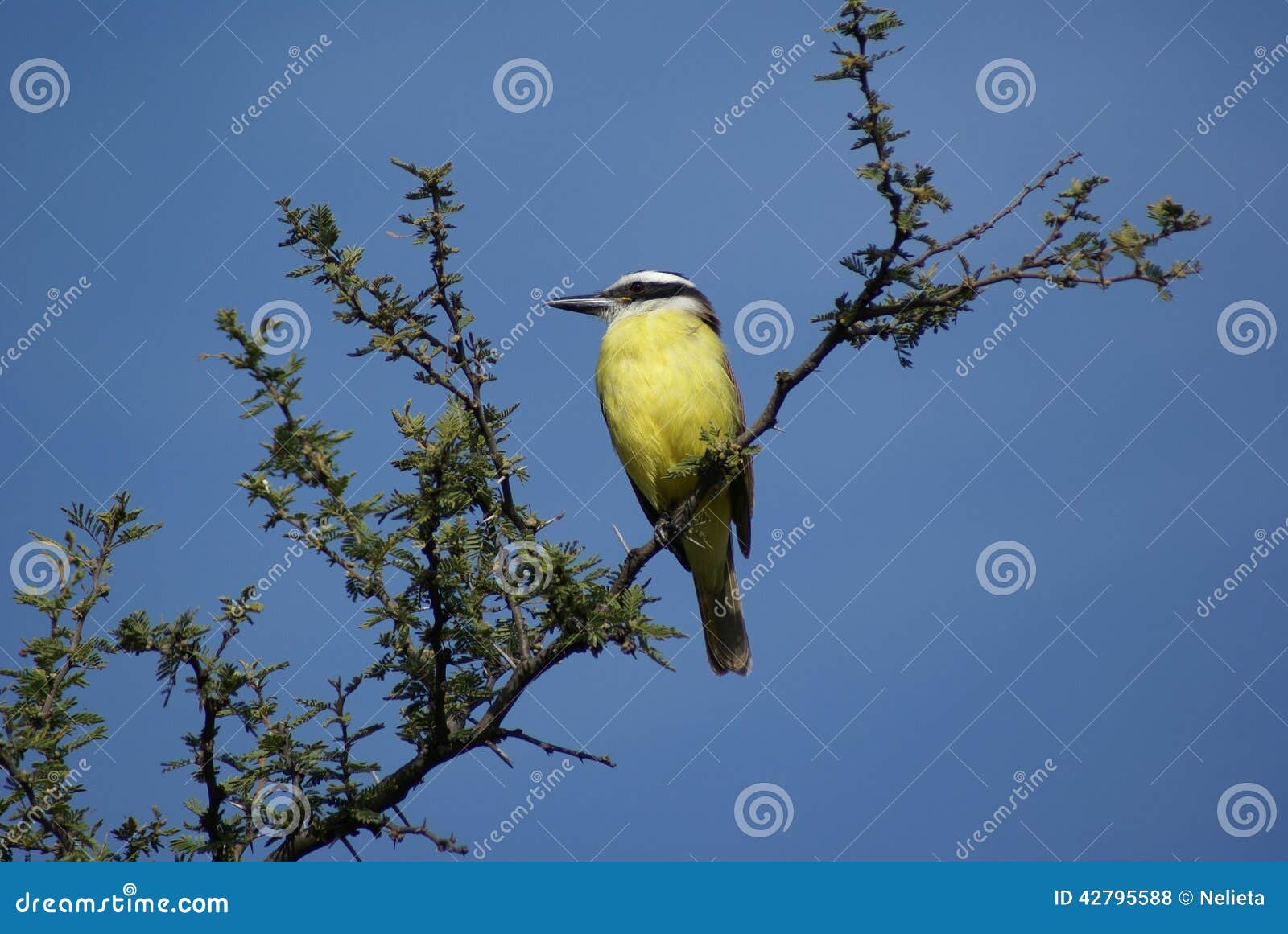 Yellow breasted chat stock photo. Image of yellow, chat - 42795588