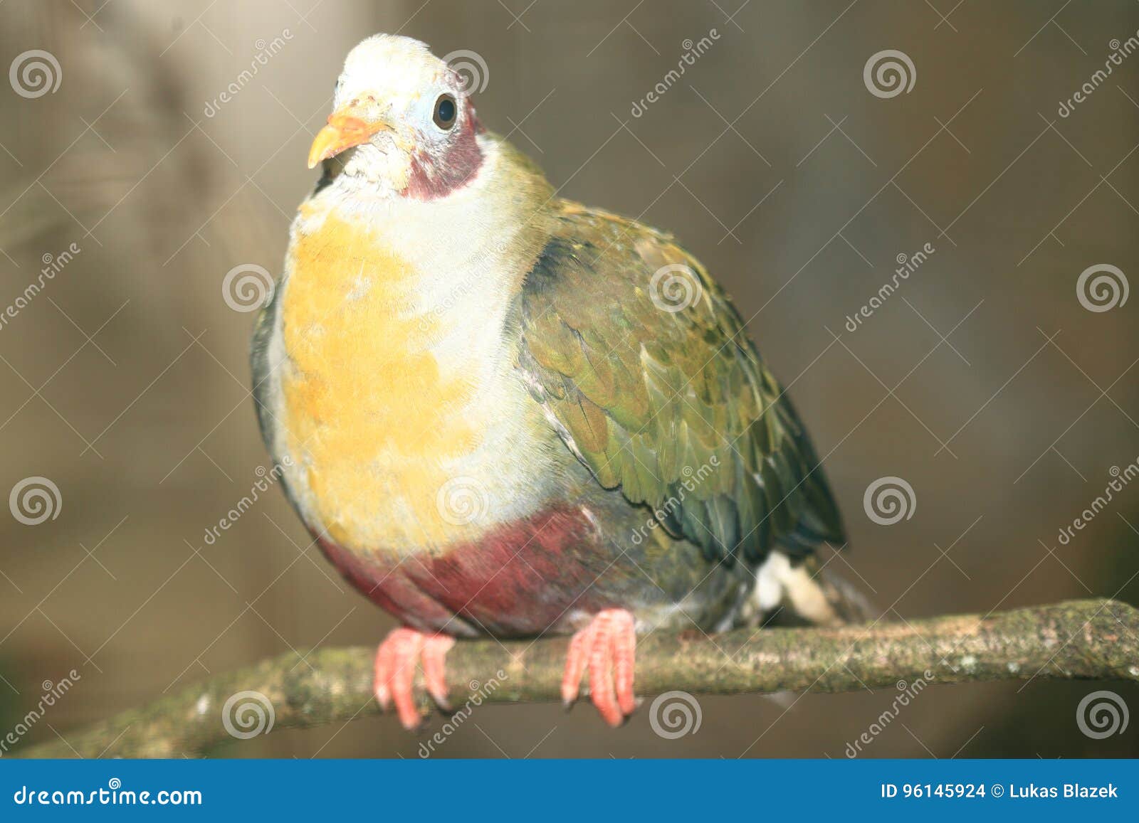 Yellow-breasted fruit dove stock photo. Image of yellow - 96145924