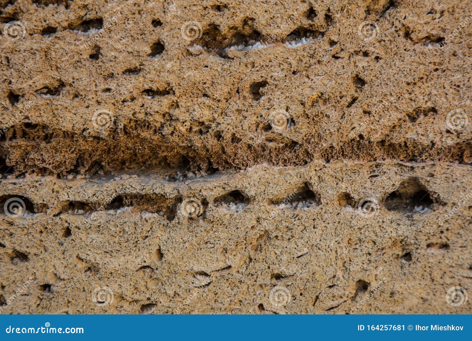 Yellow Shell Shell Brick Texture for Construction Stock Image - Image ...