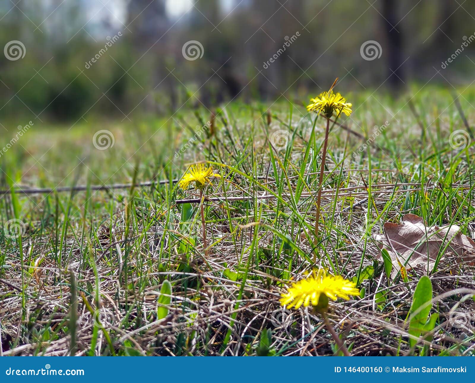 Yellow Bright Grass Plant Flower Growing on Ground Stock Photo - Image ...