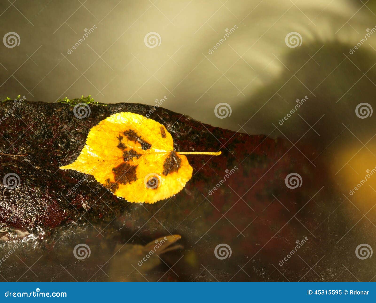 The Yellow Broken Alder Leaf. Fallen Leaf on Sunken Basalt Stone in ...