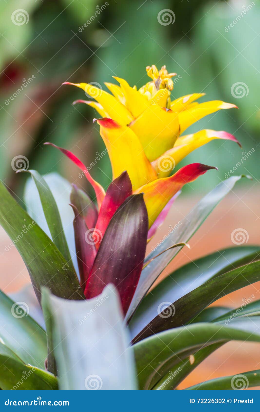 Yellow Bromeliad or Billbergia Pyramidalis Stock Photo - Image of ...