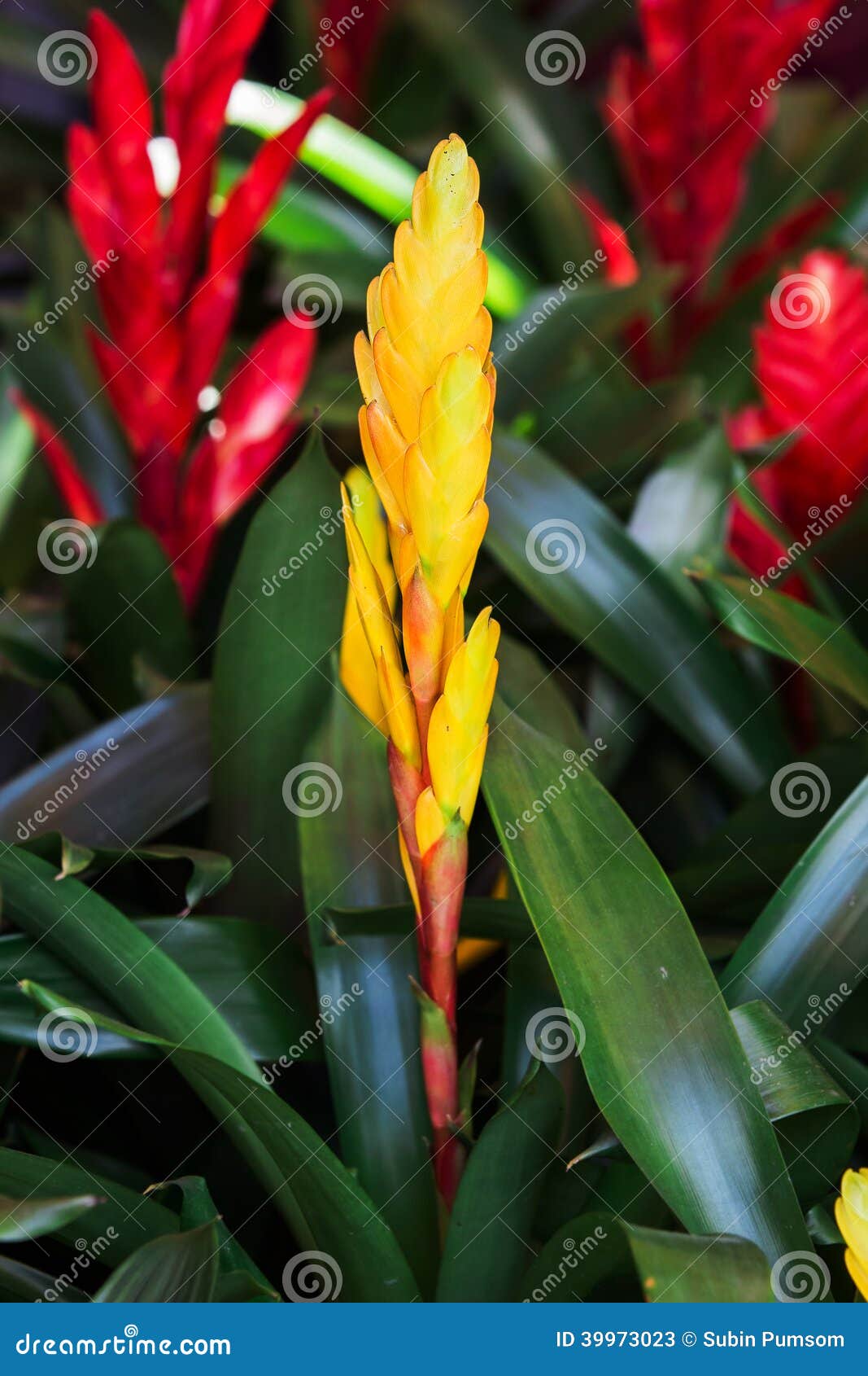 Yellow Bromeliads stock image. Image of florist, island - 39973023