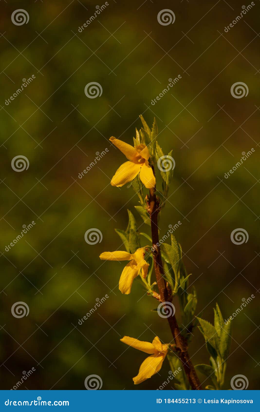 Yellow Broom Flowers. Spring Bush with Yellow Flowering Stock Image ...