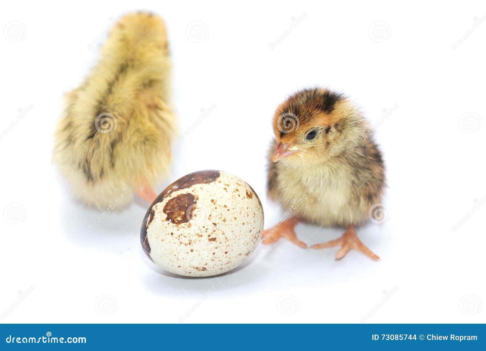 Yellow and Brown Baby Quail on Stock Photo - Image of childhood ...