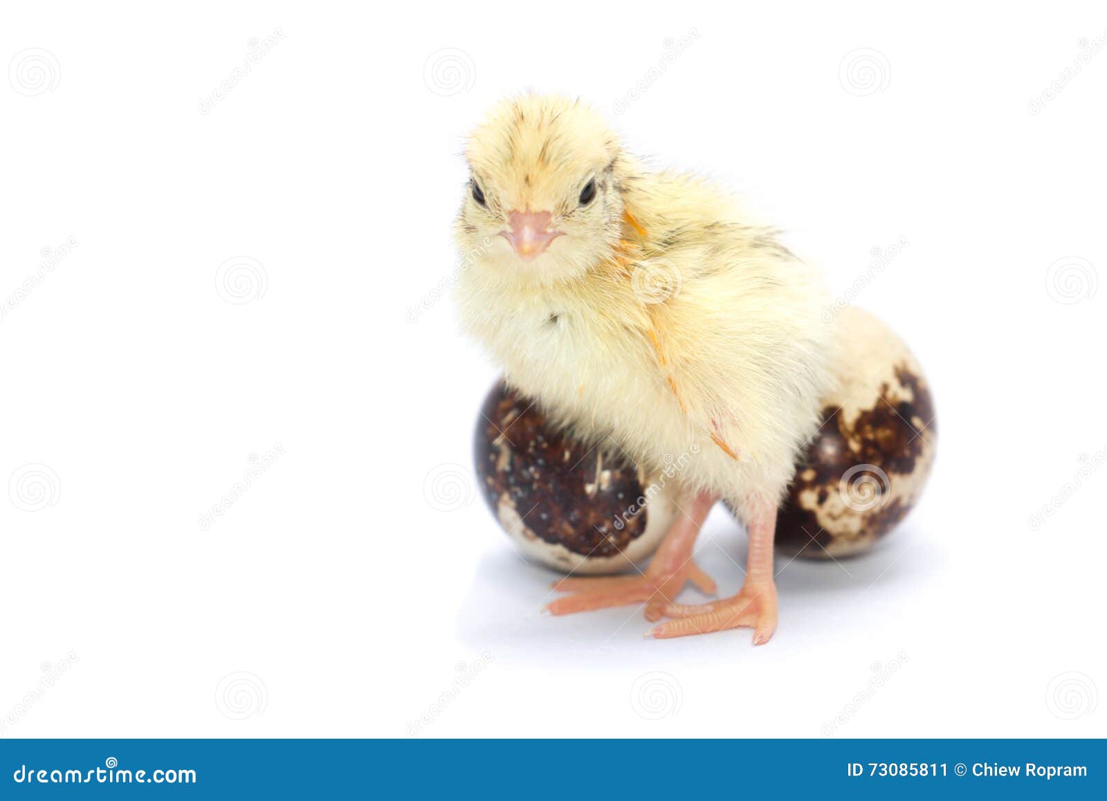 Yellow and Brown Baby Quail Stock Image - Image of nature, nice: 73085811