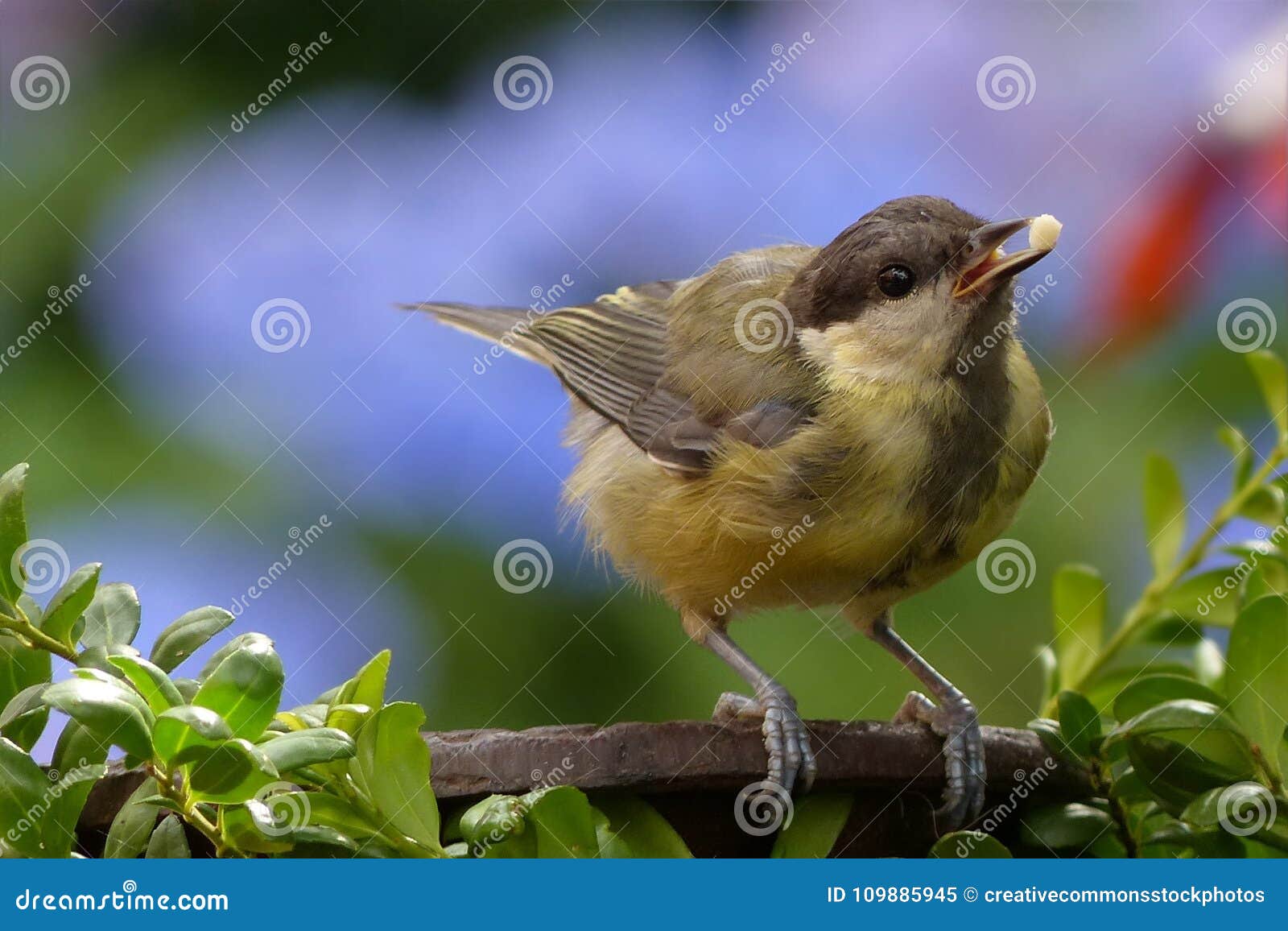 Yellow Brown Bird Perch On Tree Picture. Image: 109885945