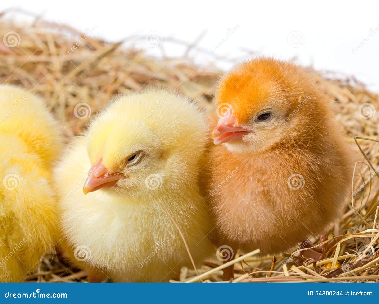 Yellow and Brown Chickens in Nest Stock Photo - Image of sleep, chicken ...