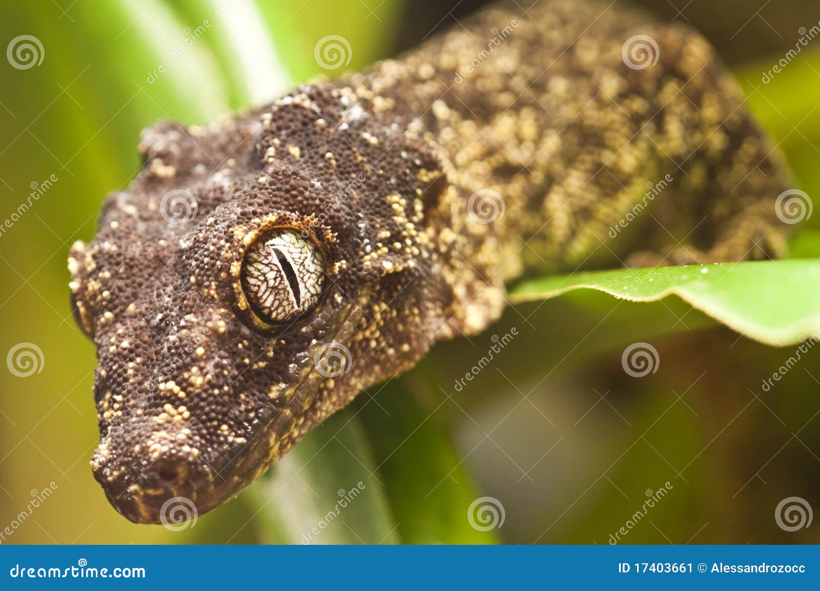 Yellow and brown leaf geko stock image. Image of mimetism - 17403661