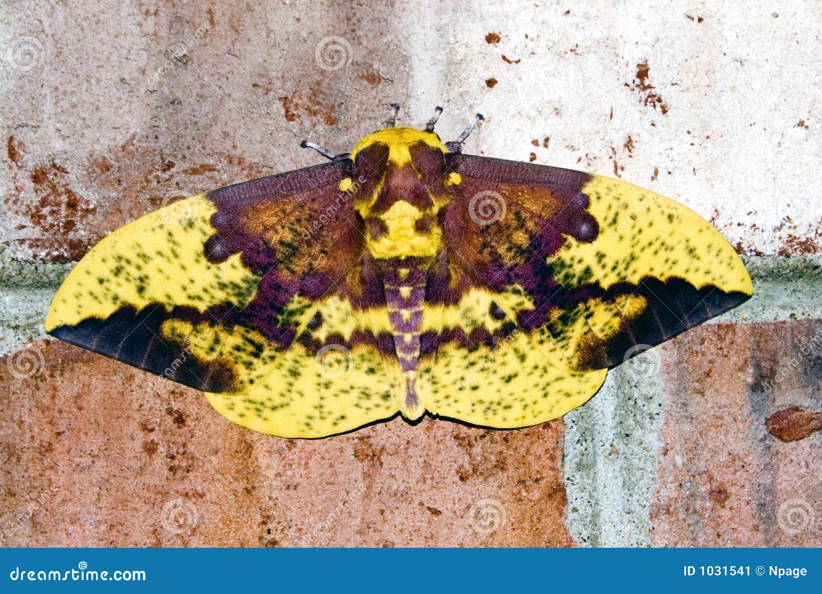 Yellow & Brown Moth stock image. Image of yellow, brick - 1031541