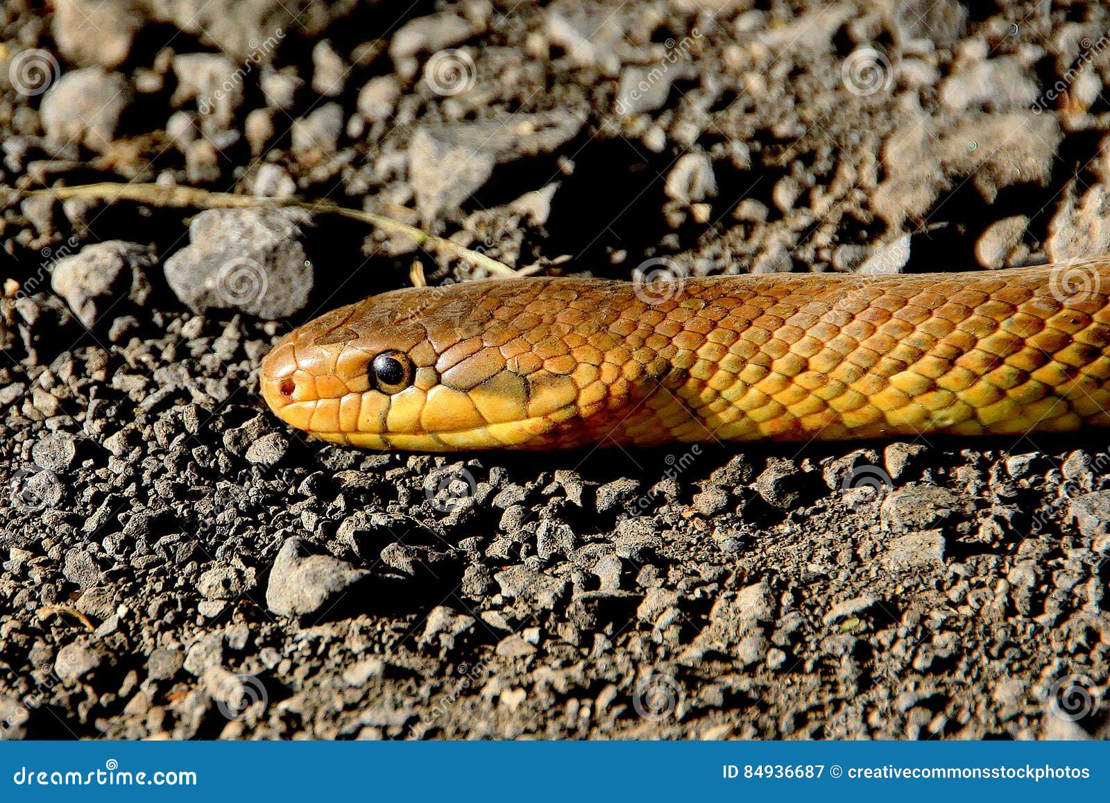 Yellow Brown Snake On Ground Picture. Image: 84936687