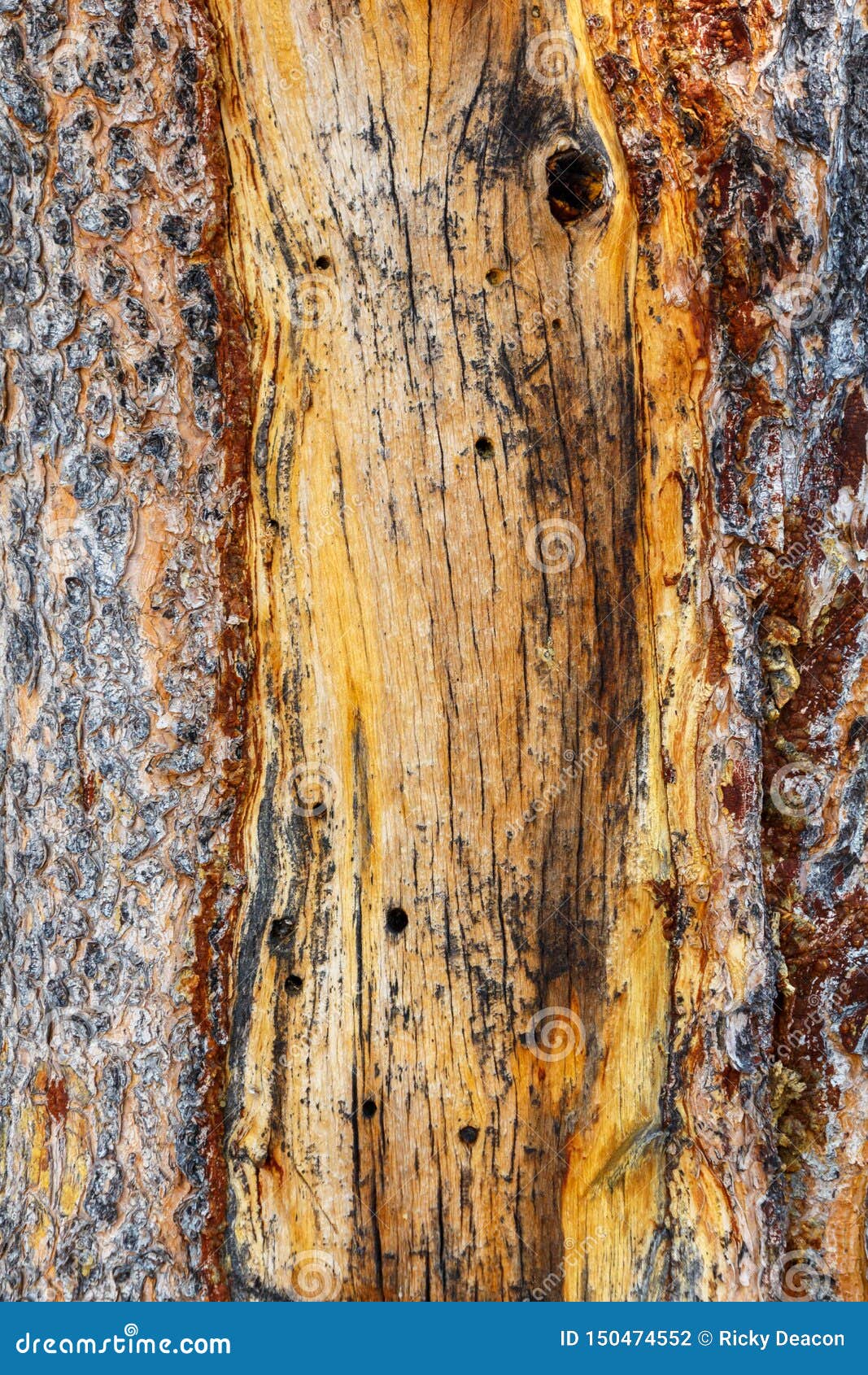 Old Damaged Wood Texture Royalty-Free Stock Photo | CartoonDealer.com ...
