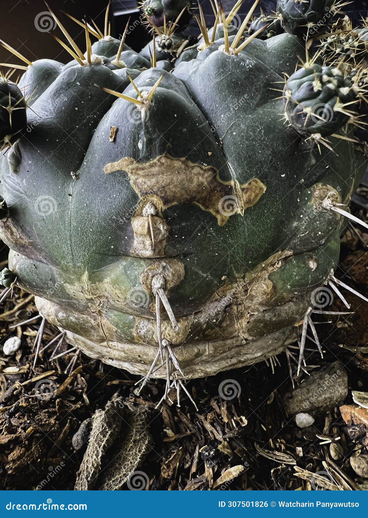 Yellow and Brown Texture on Surface of Cactus.damaged from Fungle and ...