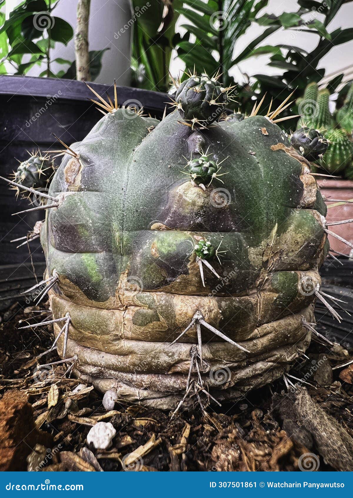 Yellow and Brown Texture on Surface of Cactus.damaged from Fungle and ...
