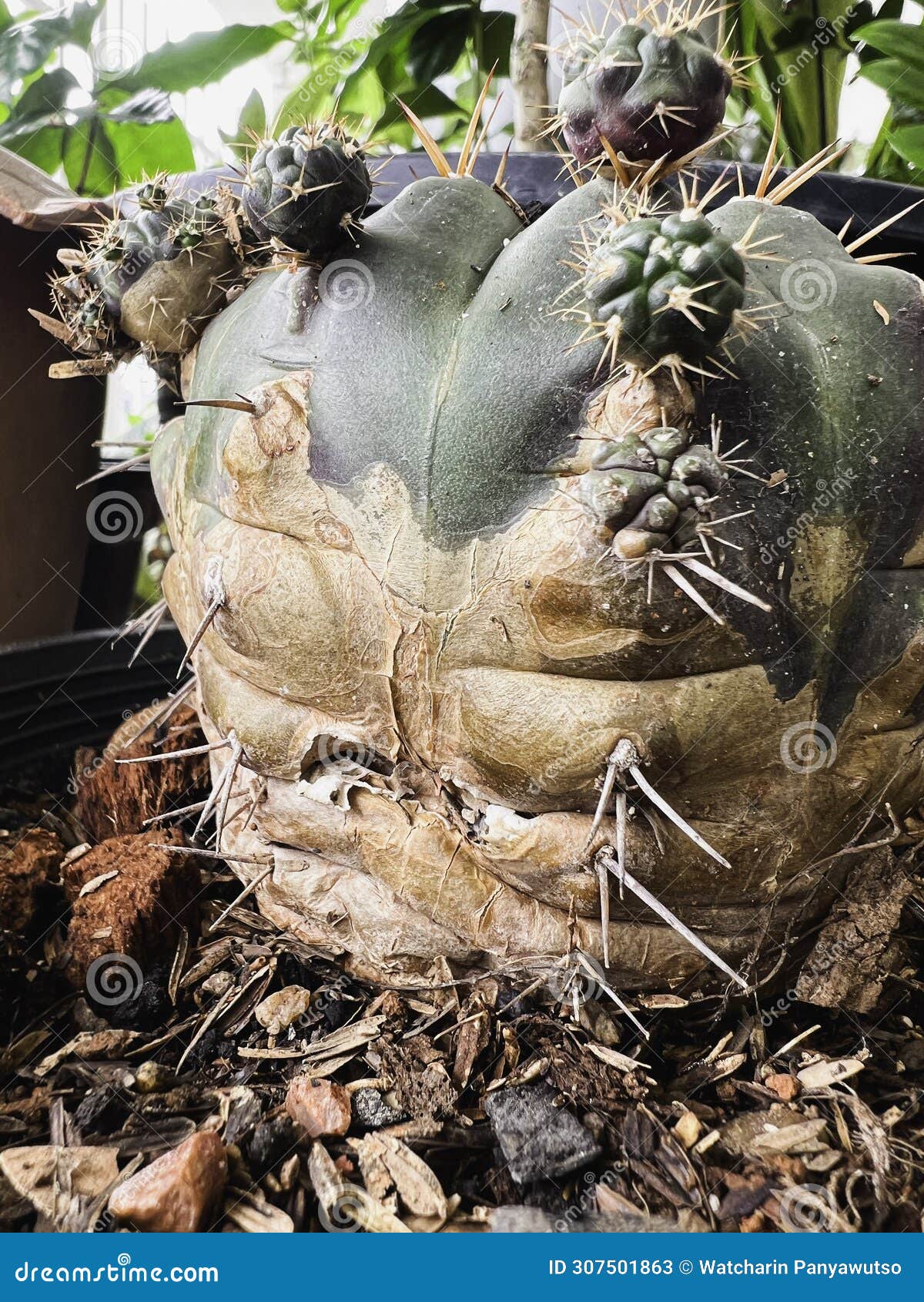 Yellow and Brown Texture on Surface of Cactus.damaged from Fungle and ...