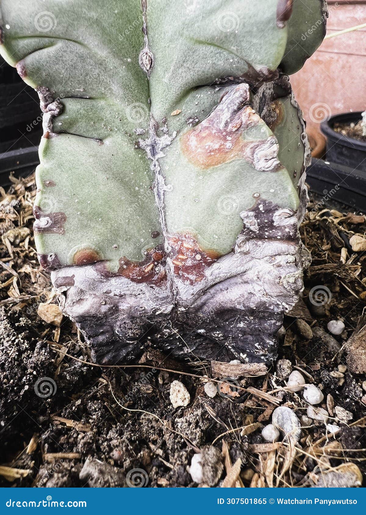 Yellow and Brown Texture on Surface of Cactus.damaged from Fungle and ...
