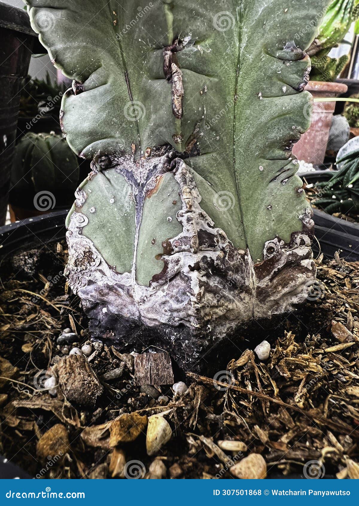 Yellow and Brown Texture on Surface of Cactus.damaged from Fungle and ...