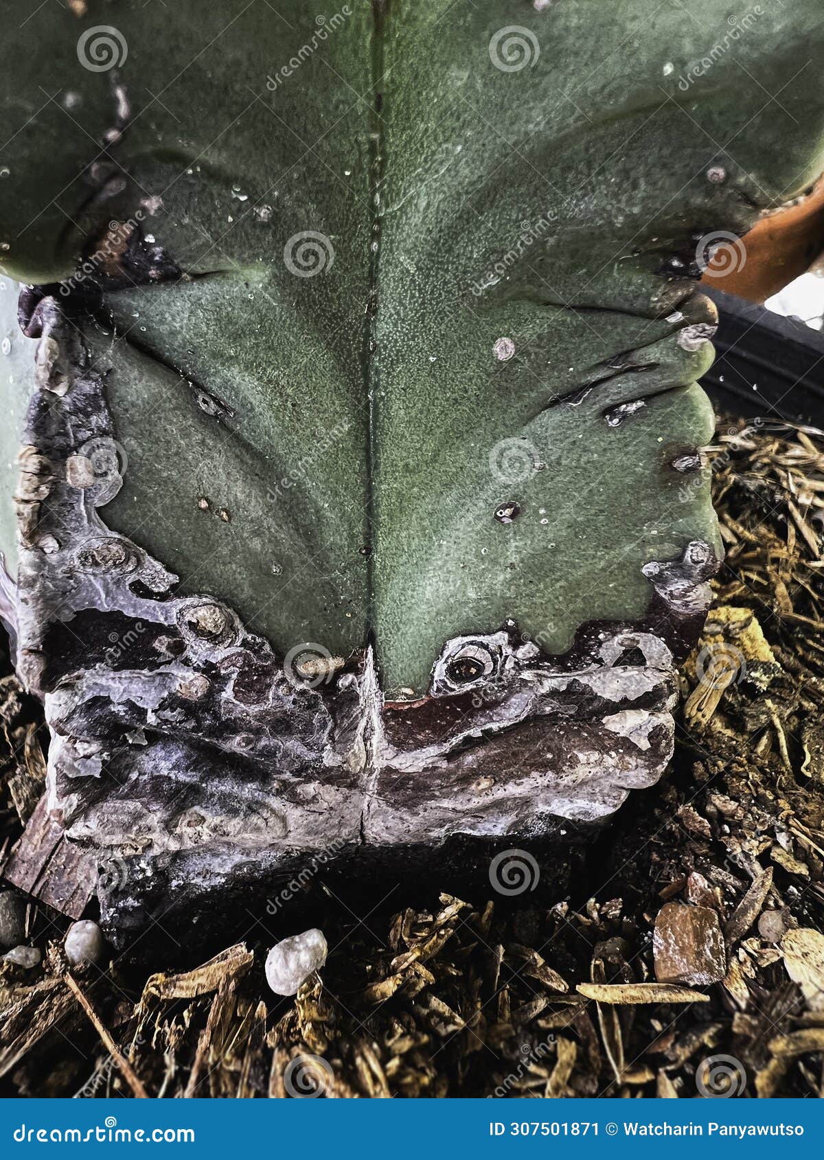 Yellow and Brown Texture on Surface of Cactus.damaged from Fungle and ...