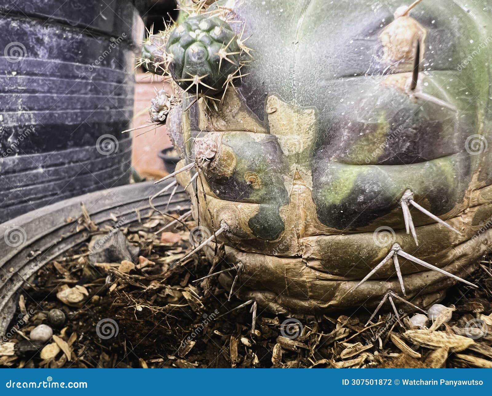 Yellow and Brown Texture on Surface of Cactus.damaged from Fungle and ...